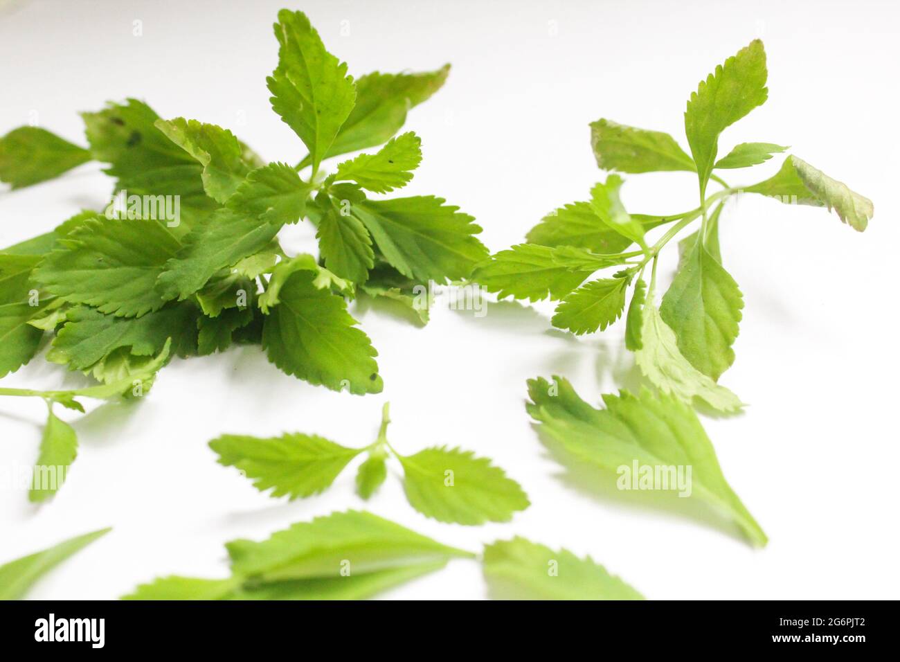 Scoparia dulcis plant leaves isolated on white surface, scoparia dulcis ...