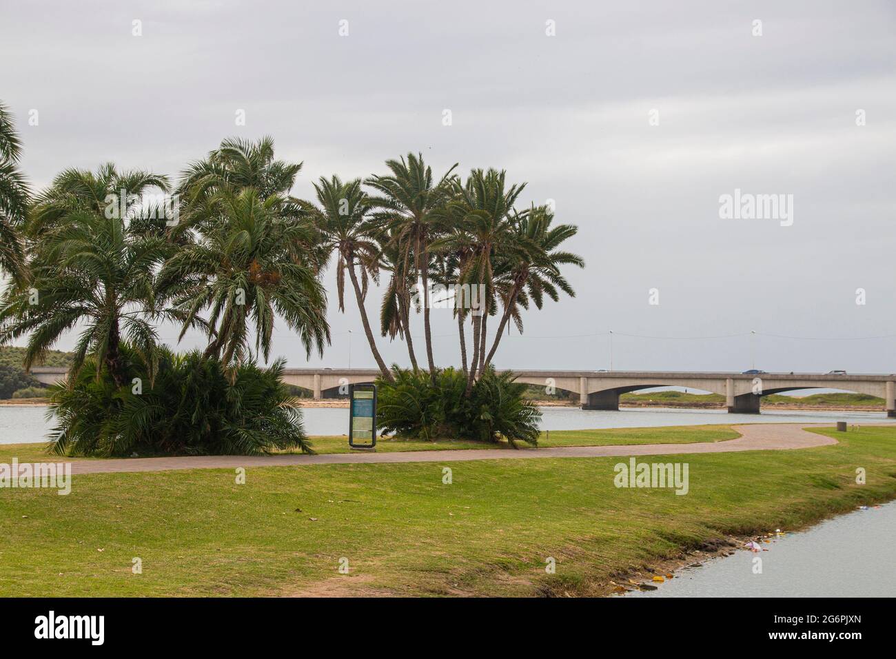 Palm trees with arched bridge over river in background Stock Photo - Alamy