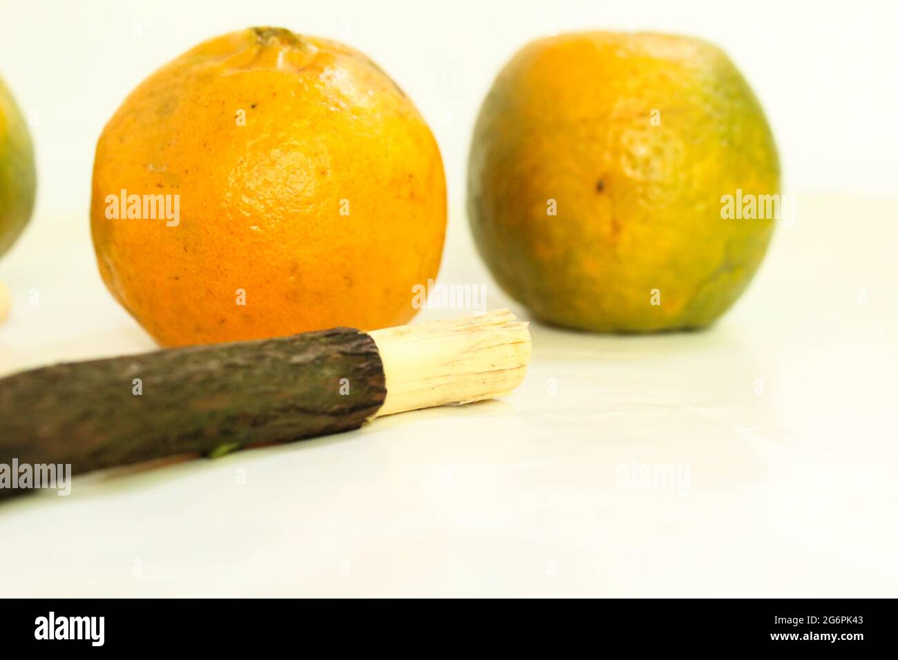 Miswak tree hi-res stock photography and images - Alamy