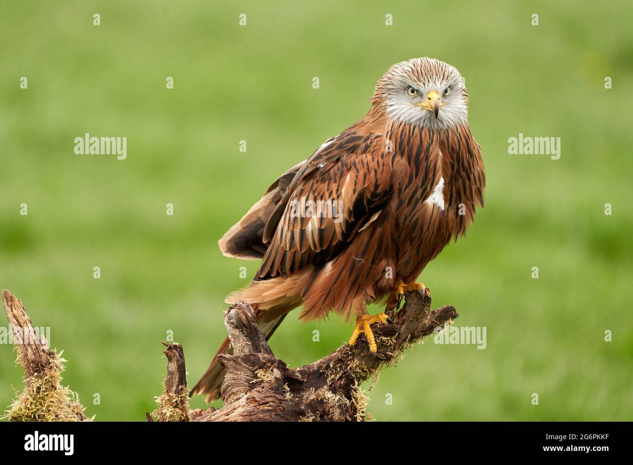 Red kite, bird of prey portrait. The bird sits on a stump, looks ...