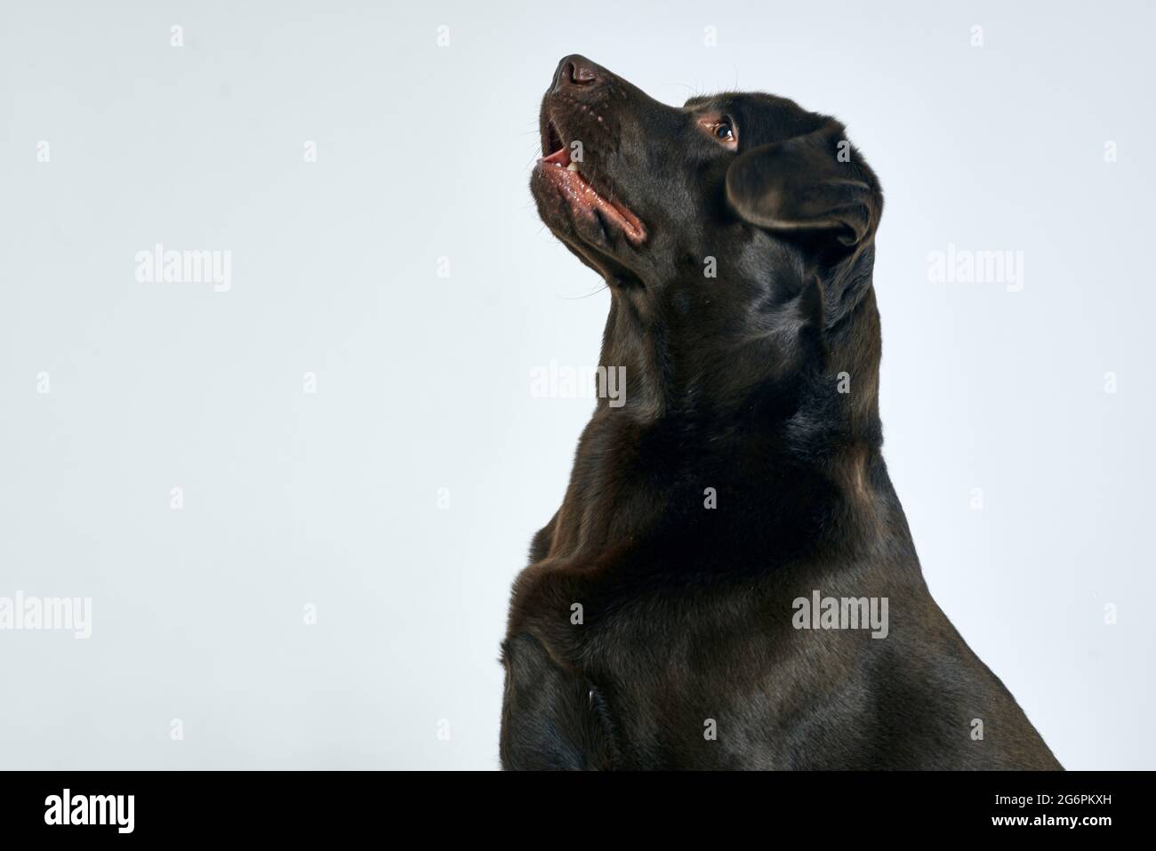 black purebred dog labrador friendship animal Stock Photo - Alamy