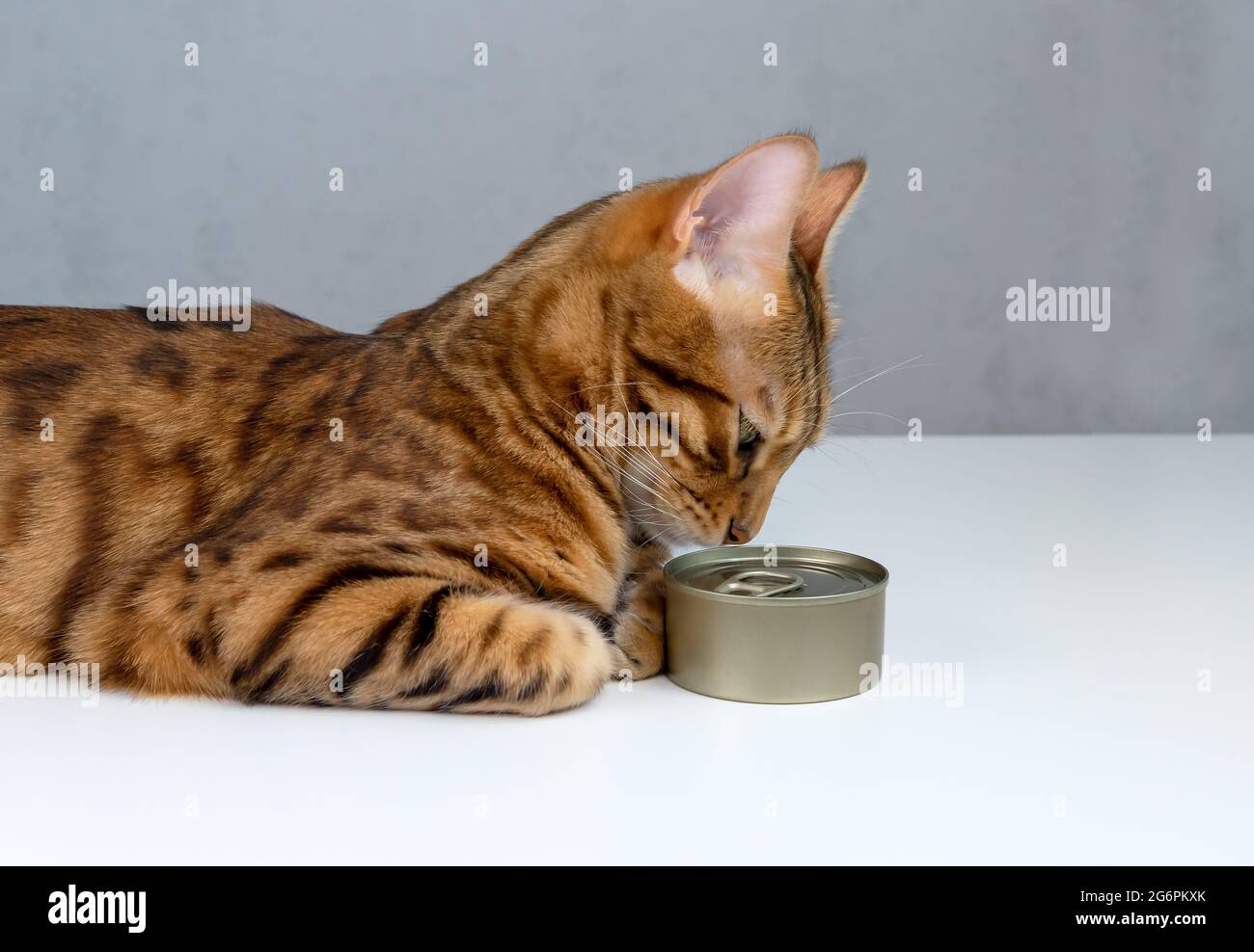 Sniffing cat home hi-res stock photography and images - Alamy