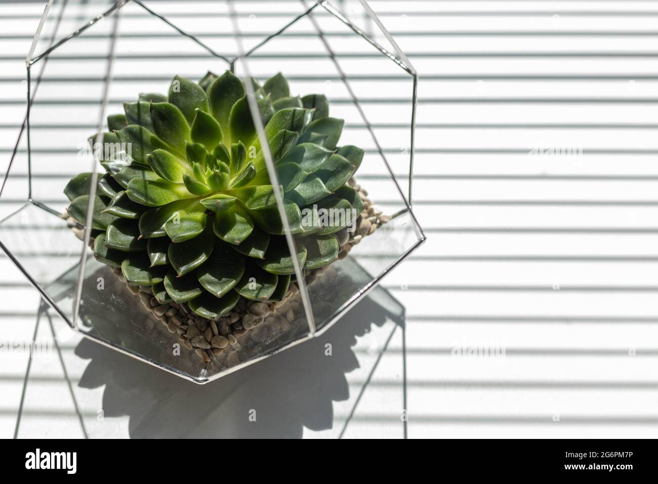 Glass florarium hi-res stock photography and images - Alamy