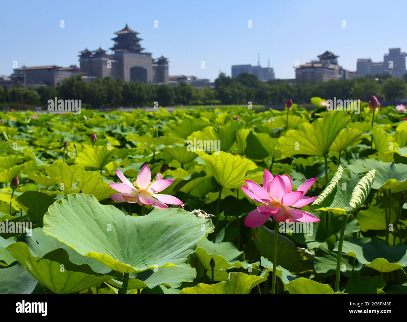 The Lotus Pond Park Lotus Festival has opened in North China's Beijing ...
