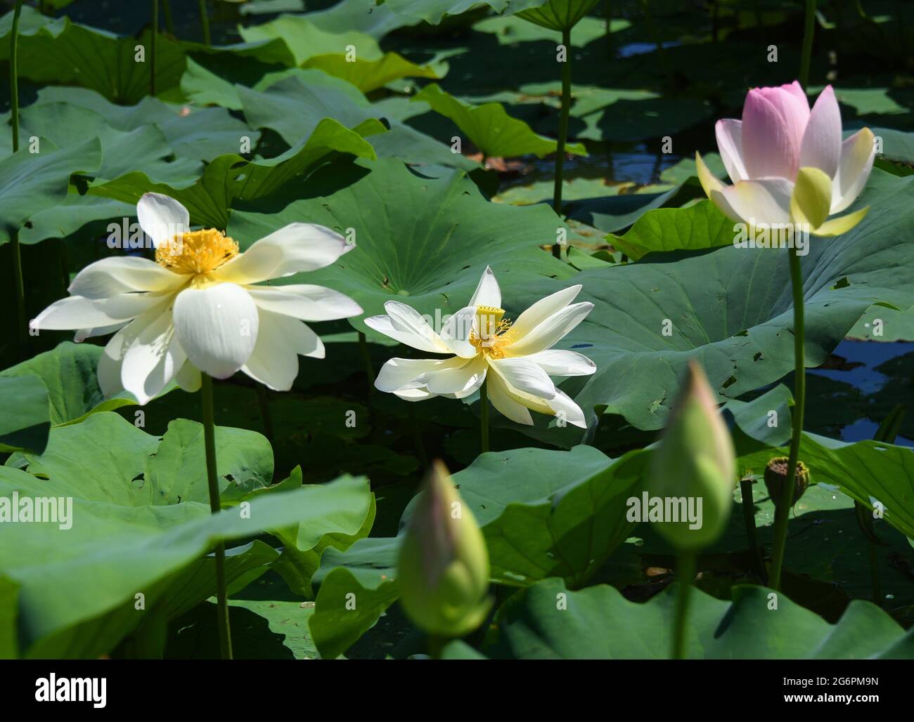 The Lotus Pond Park Lotus Festival has opened in North China's Beijing ...