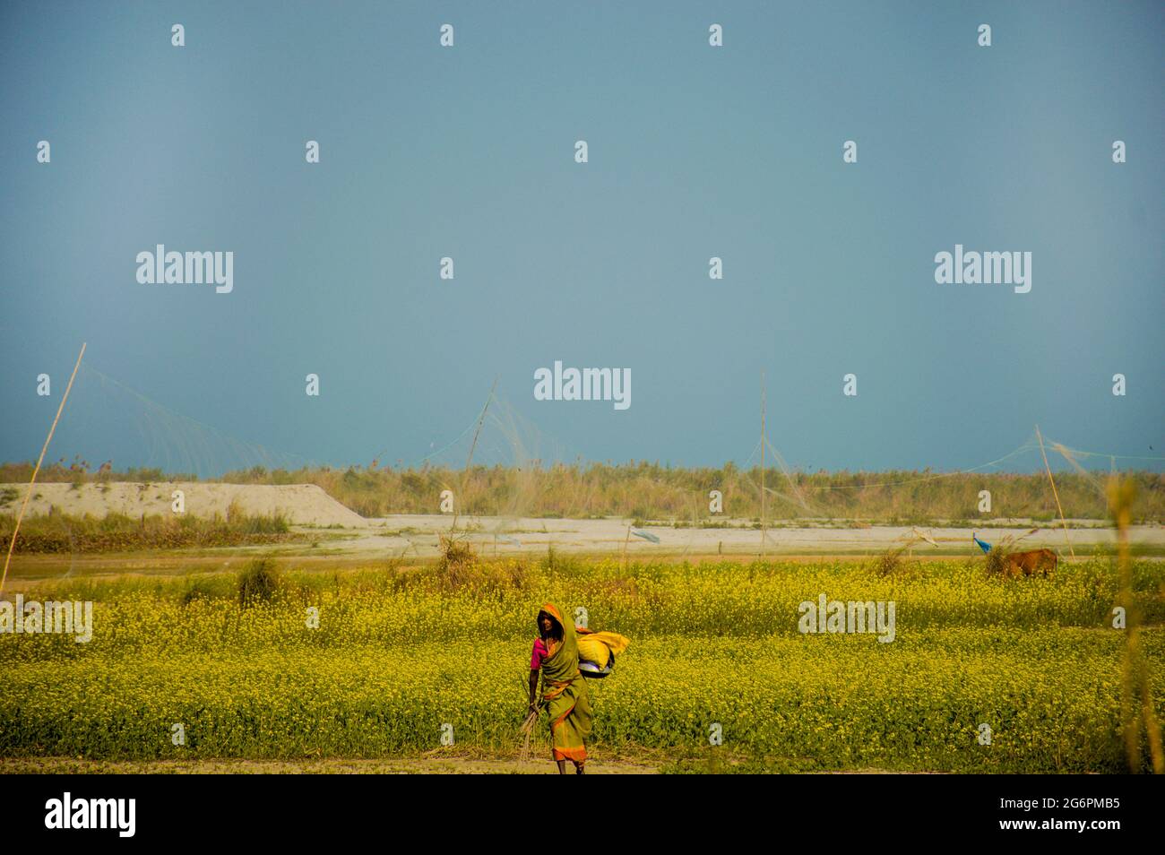 The mustard lake hi-res stock photography and images - Alamy
