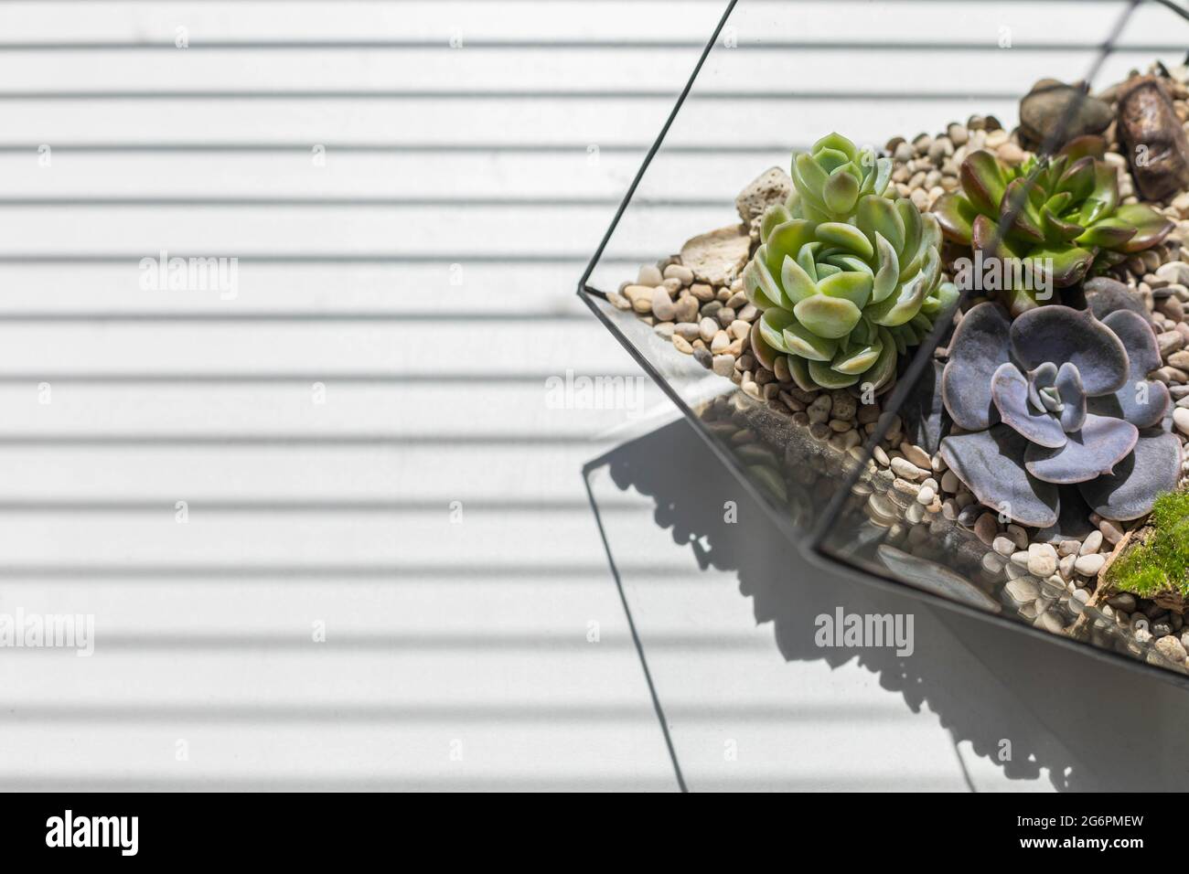 Beautiful blossom art composition succulents in glass florarium at ...