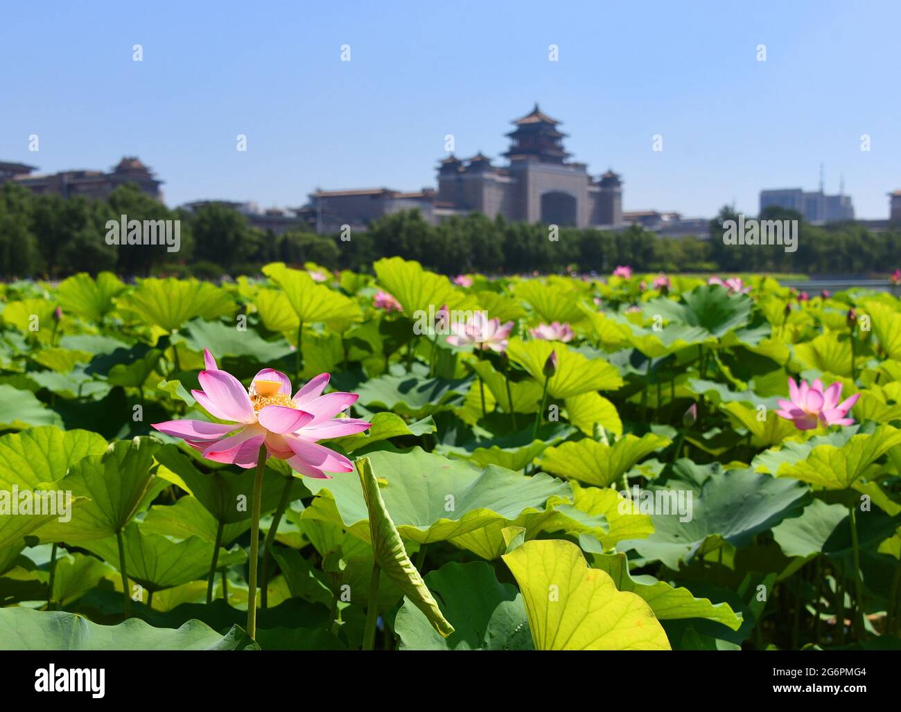 The Lotus Pond Park Lotus Festival has opened in North China's Beijing ...