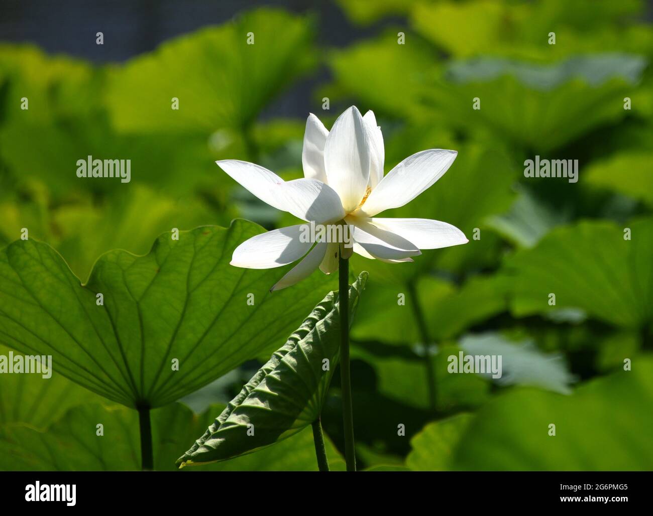 The Lotus Pond Park Lotus Festival has opened in North China's Beijing ...
