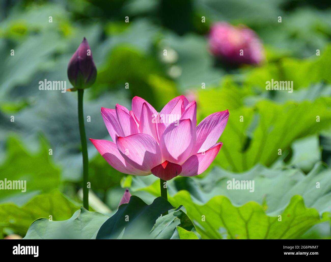 The Lotus Pond Park Lotus Festival has opened in North China's Beijing ...