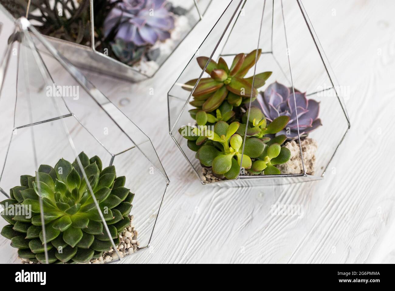 Terrarium art hi-res stock photography and images - Alamy