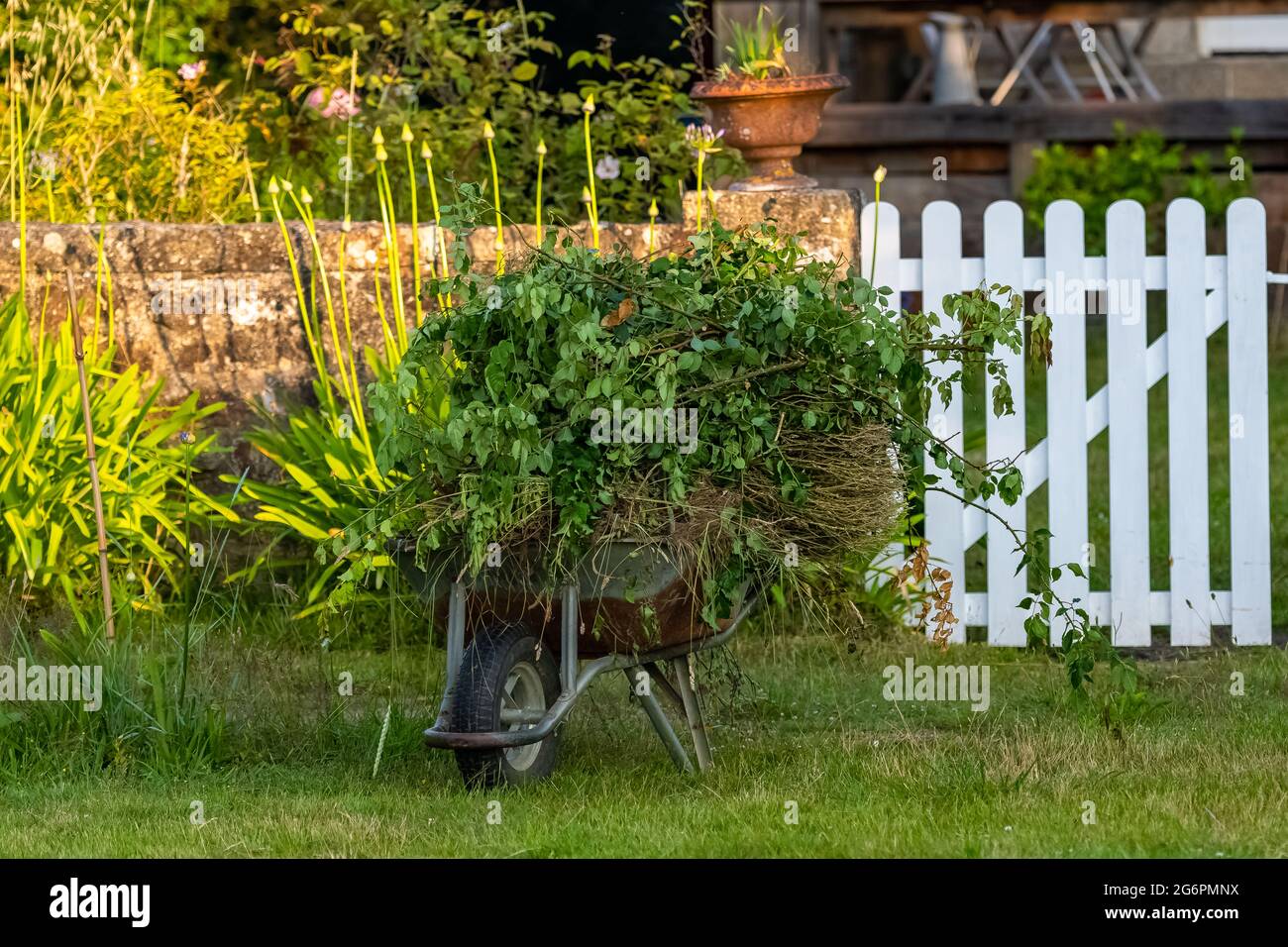 Wheelbarrow with green waste in a beautiful garden Stock Photo - Alamy