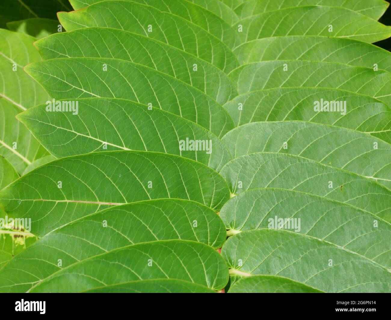 Green bush in garden and tropical forest, Group of leaves on tree plant ...