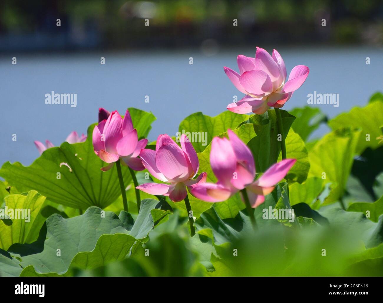 The Lotus Pond Park Lotus Festival has opened in North China's Beijing ...
