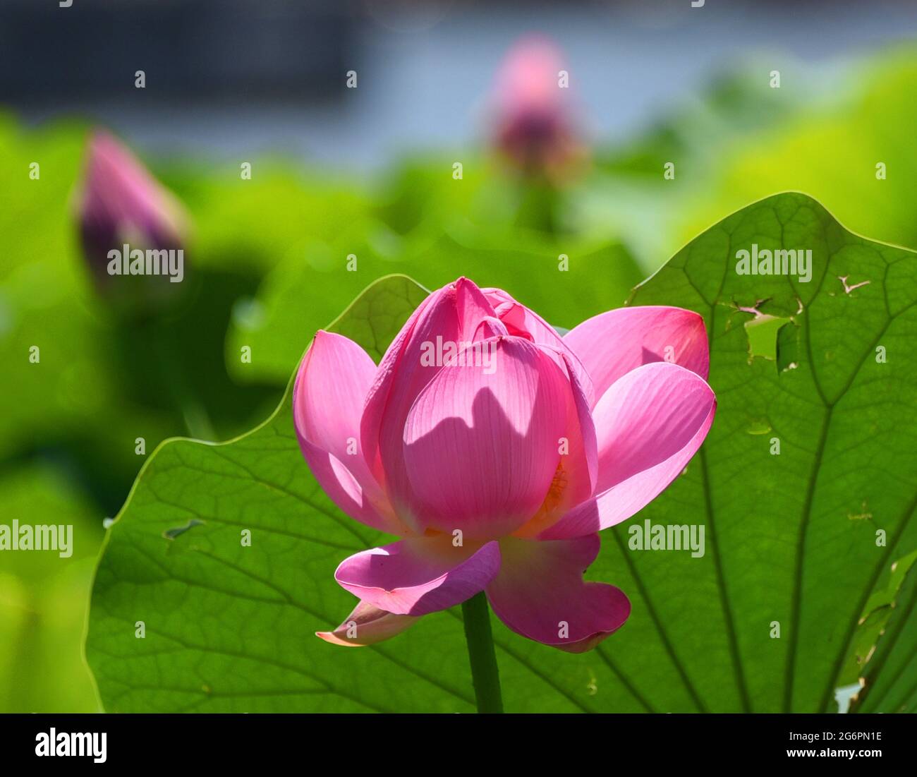 The Lotus Pond Park Lotus Festival has opened in North China's Beijing ...