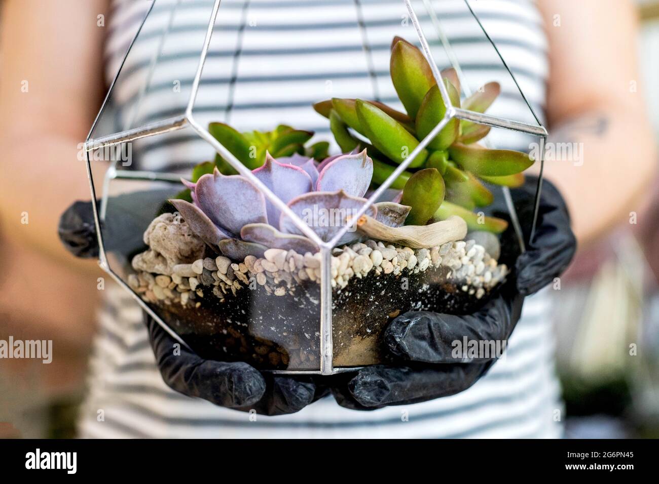 Closeup female florist designer hands holding succulents glass ...