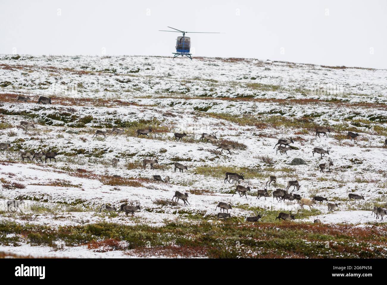 Reindeer herd in snow herded by a helicopter at Stekenjokk in Swedish ...