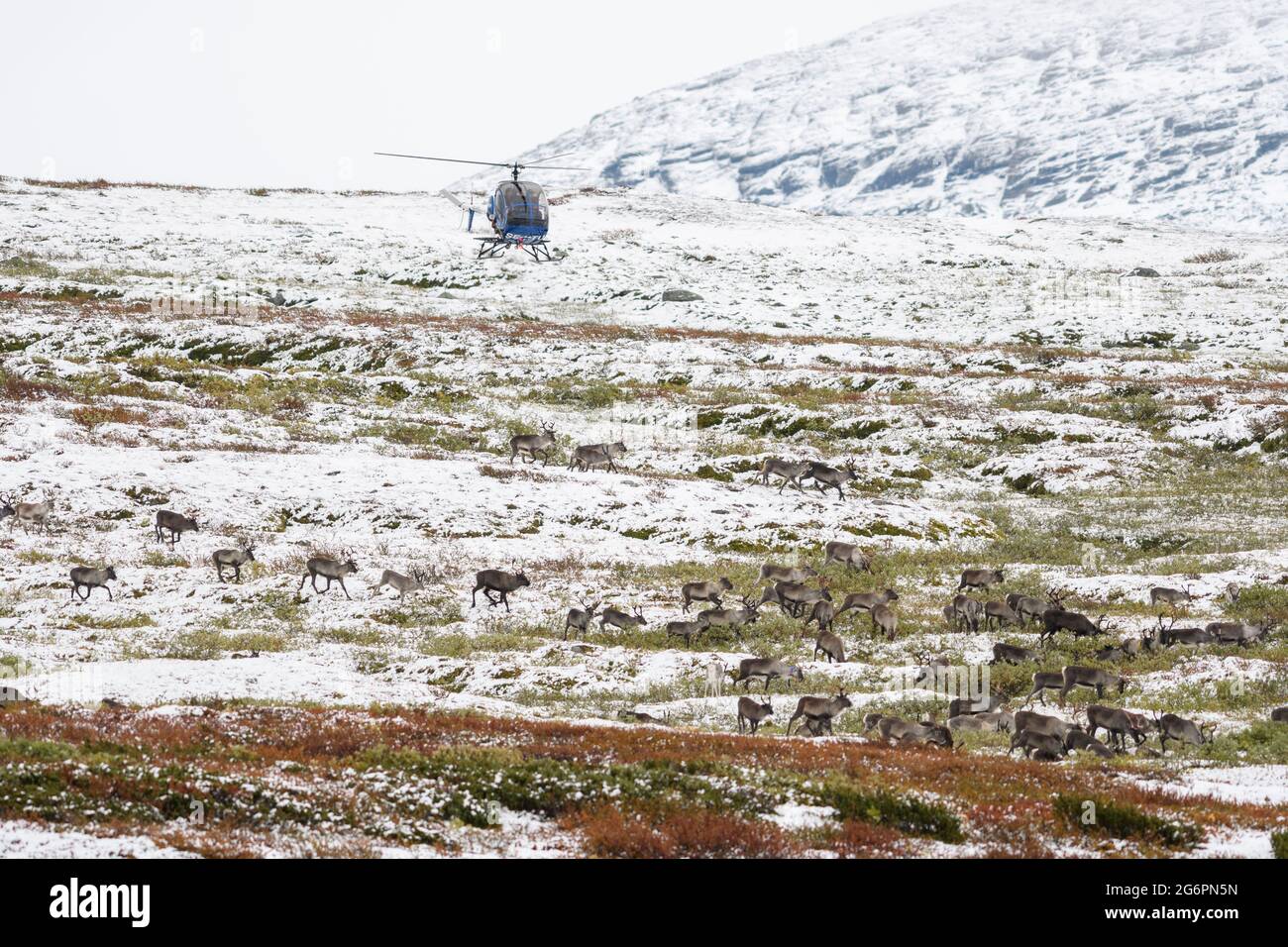 Reindeer herd in snow herded by a helicopter at Stekenjokk in Swedish ...