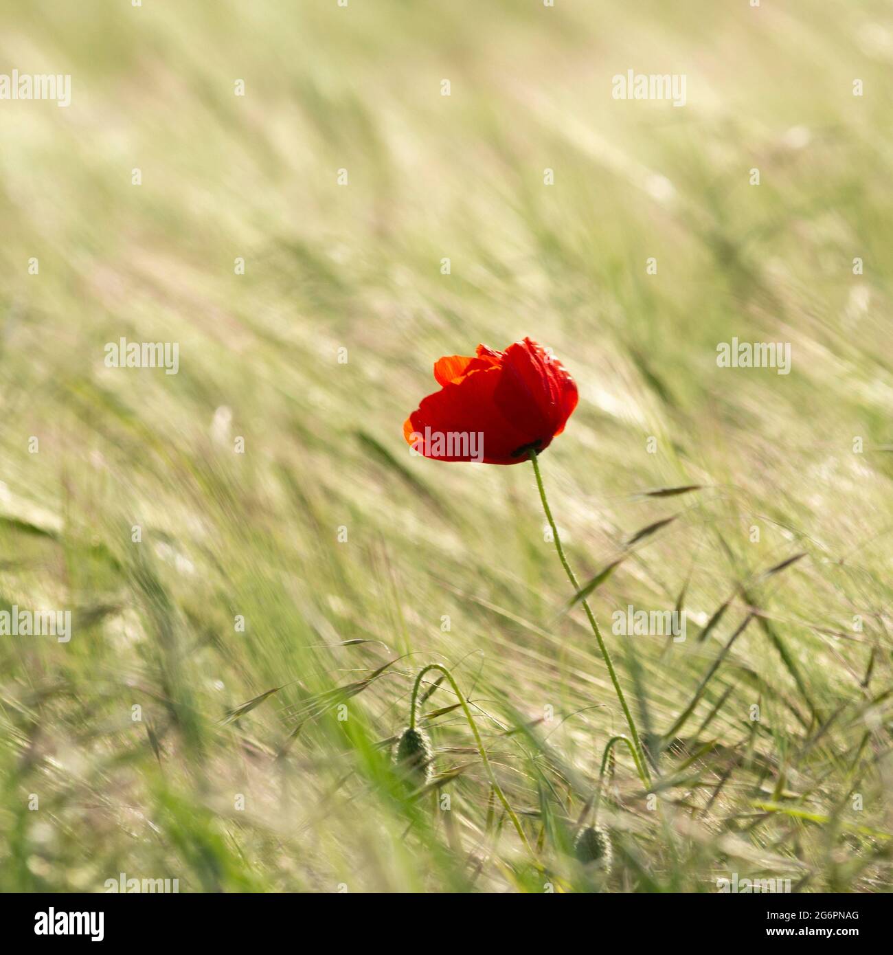 A solitary red poppy stands vibrant against a field of tall grass under ...