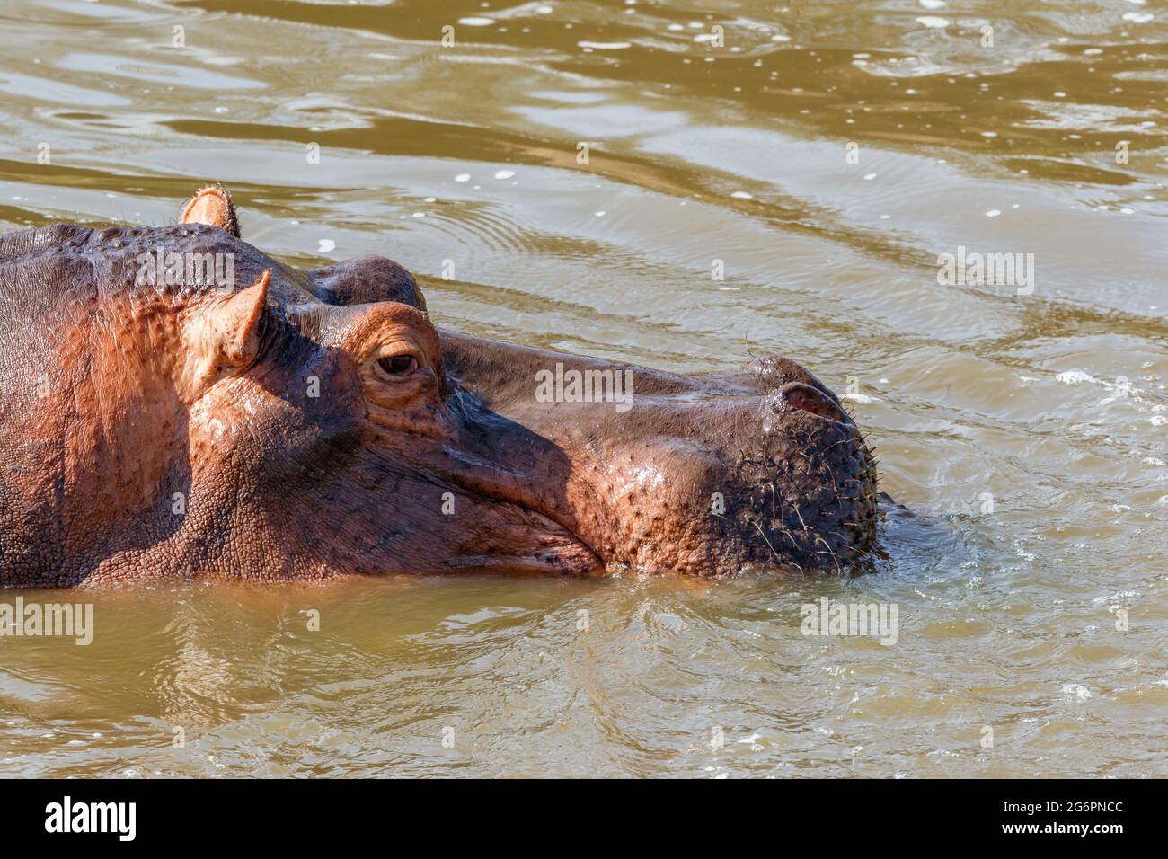 Bathing hippo in a river Stock Photo - Alamy