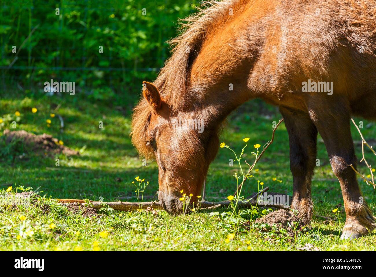Horse grazing in a meadow with flowers Stock Photo - Alamy