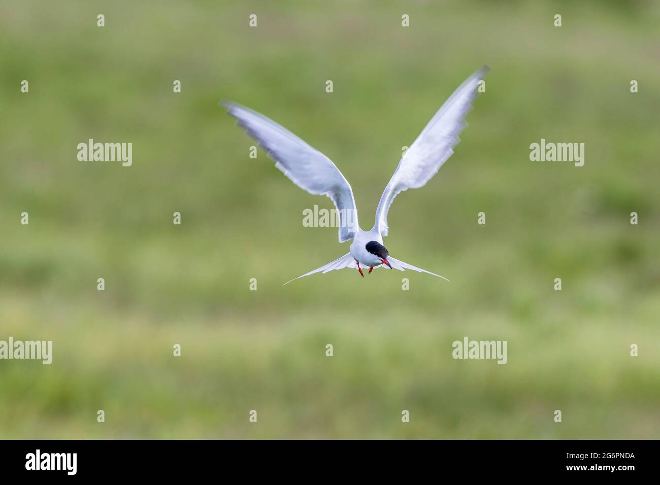 Flying Tern with flapping wings Stock Photo - Alamy