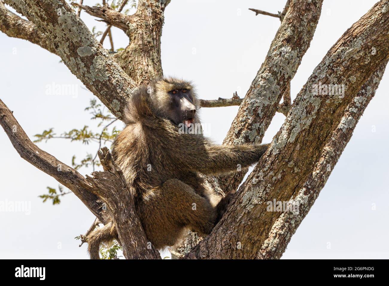 Baboon sitting in a tree Stock Photo - Alamy