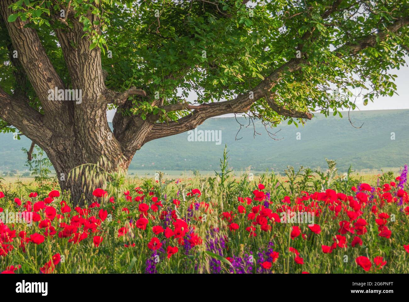 Tree in the field and poppy Stock Photo - Alamy