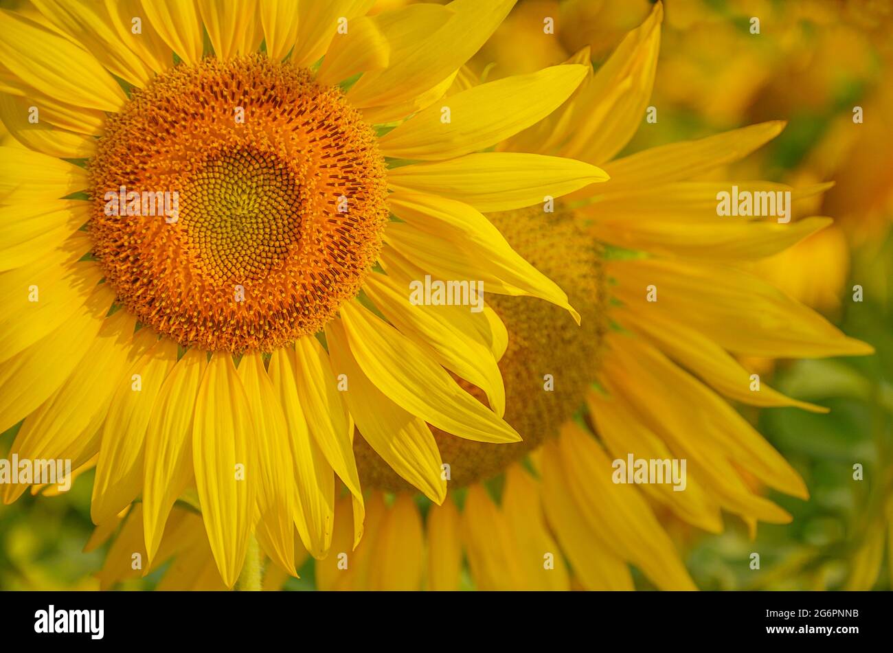 Smell sunflower hi-res stock photography and images - Alamy