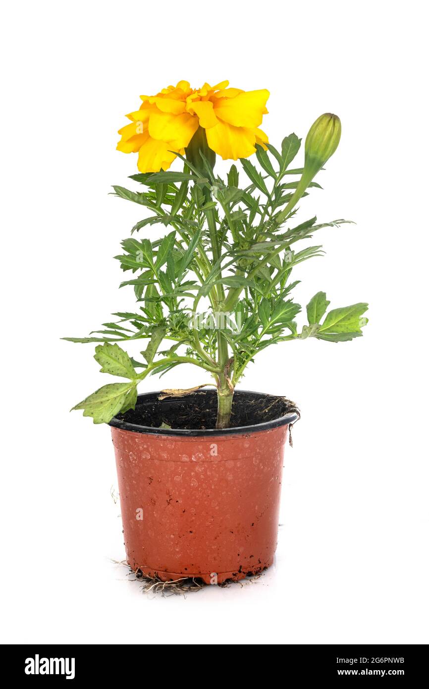 Marigold patula Cut Out Stock Images & Pictures - Alamy