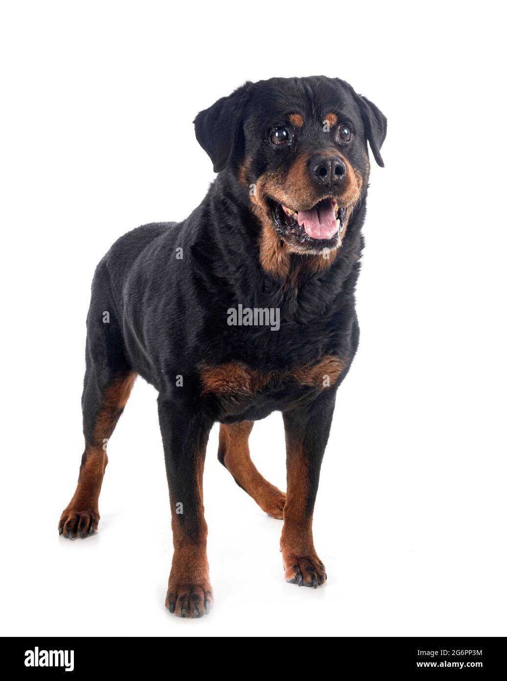 purebred rottweiler in front of white background Stock Photo - Alamy