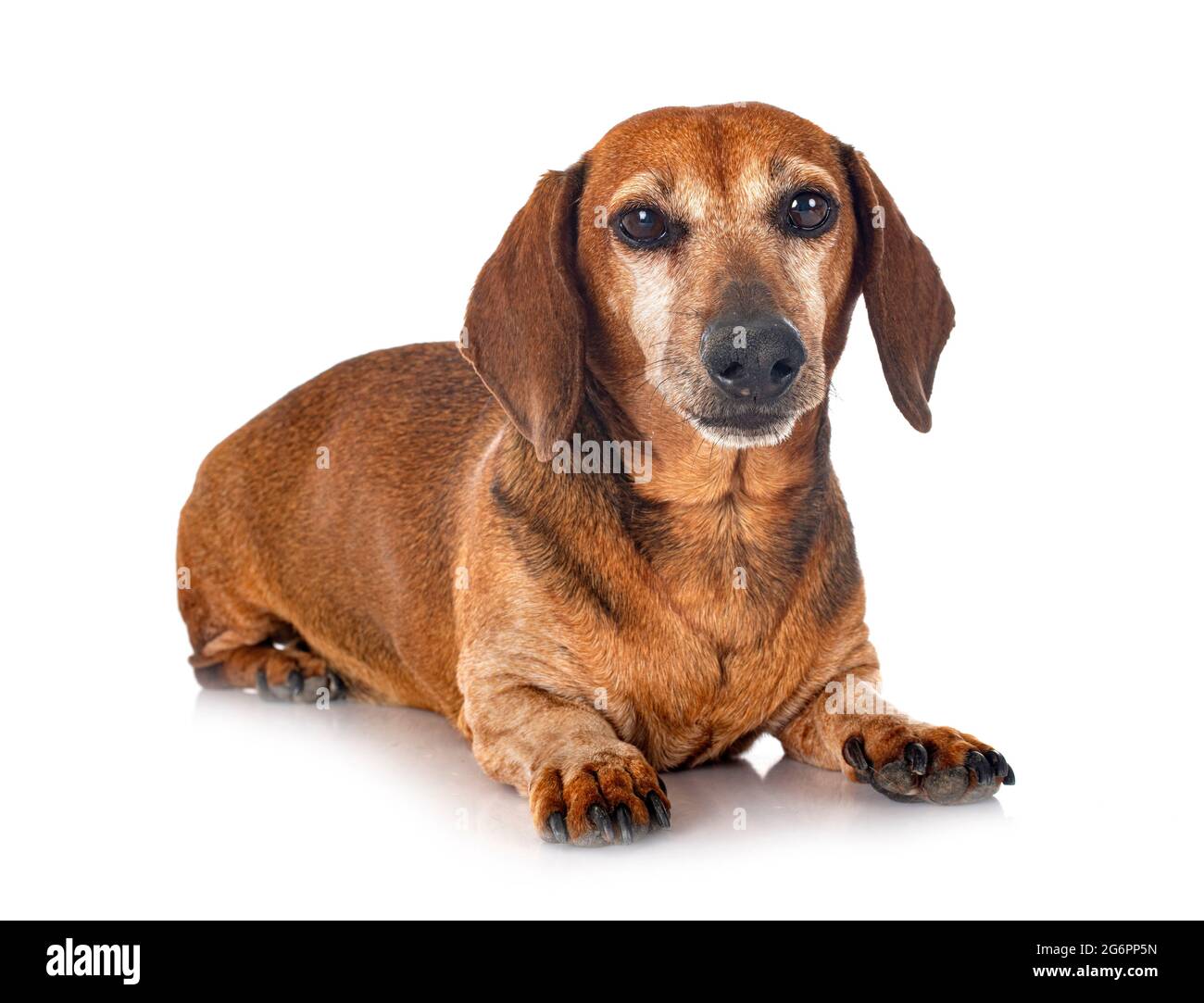 brown Dachshund in front of white background Stock Photo - Alamy