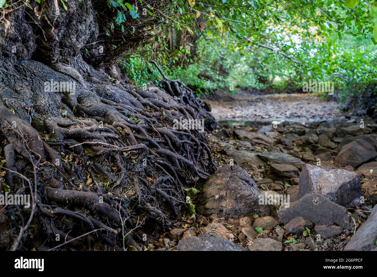Dry tree roots in hi-res stock photography and images - Alamy