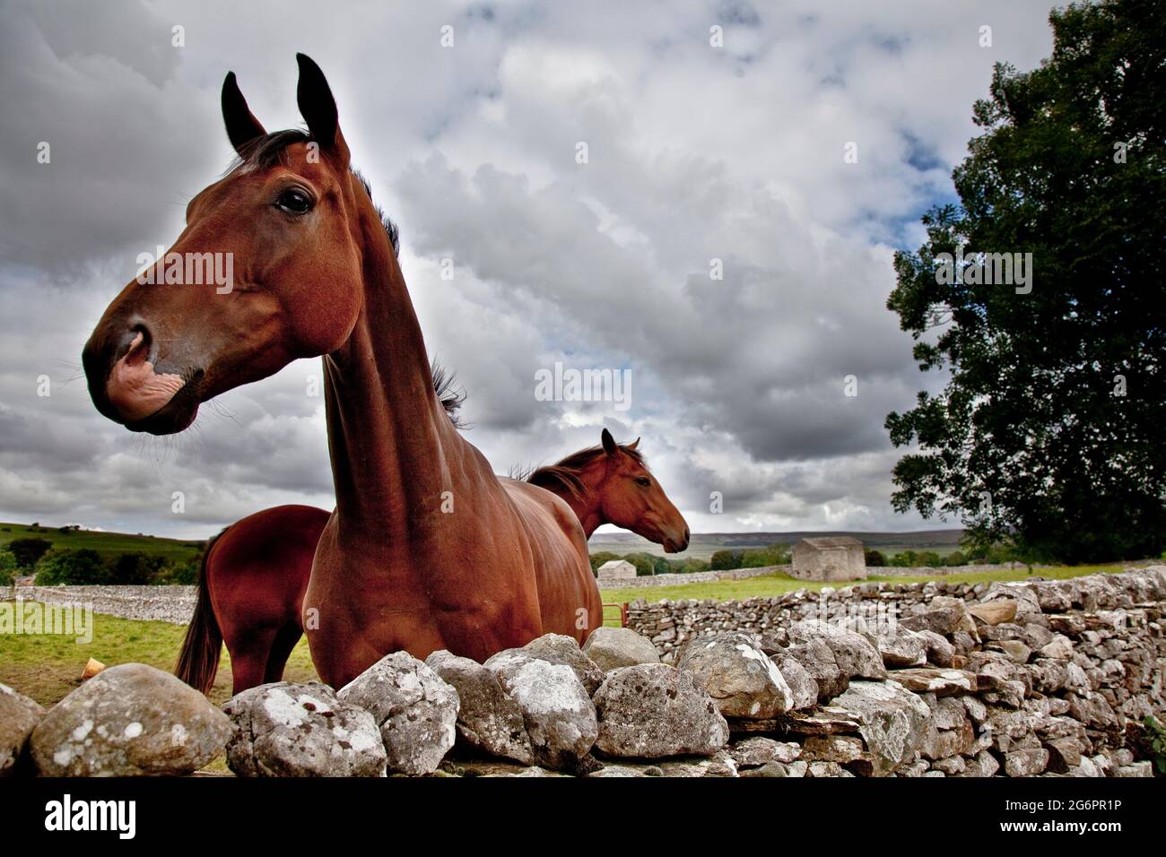 Big goofy hi-res stock photography and images - Alamy