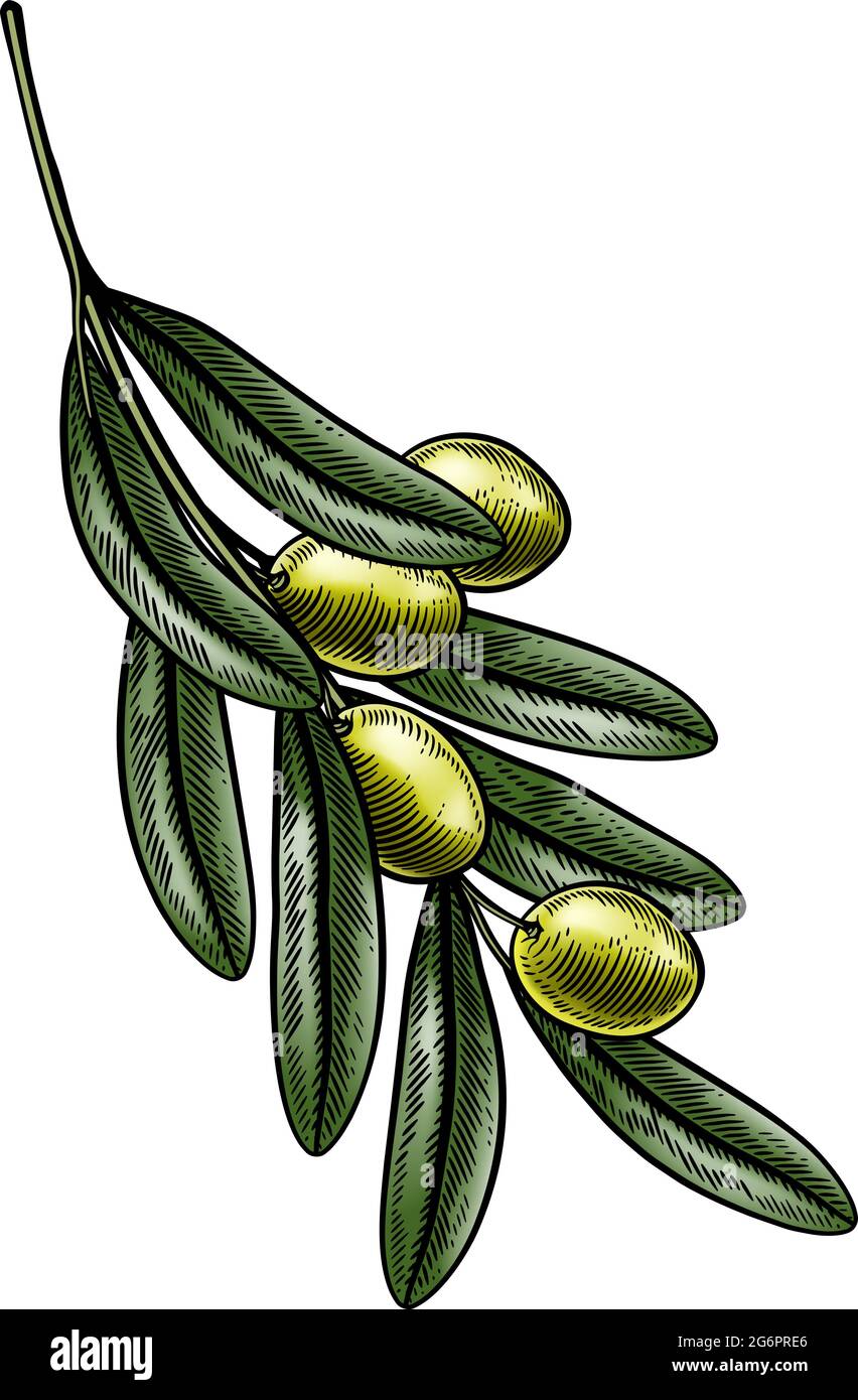 White line olives branch icon hi-res stock photography and images - Alamy