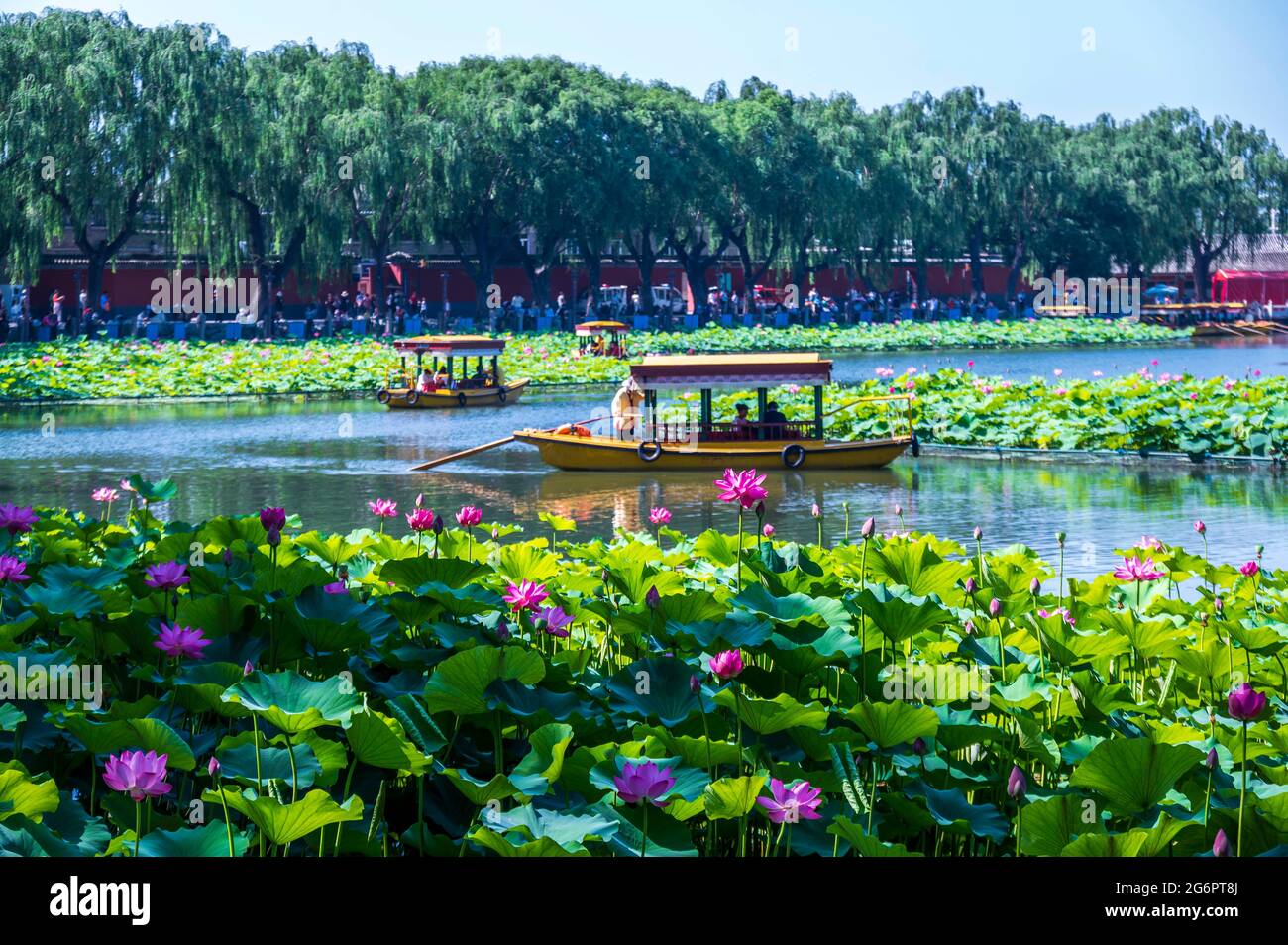 The royal garden Beihai Park lotus is in full bloom, attracting many ...