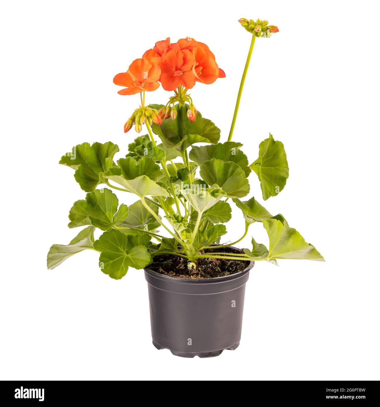 Orange Geraniums
