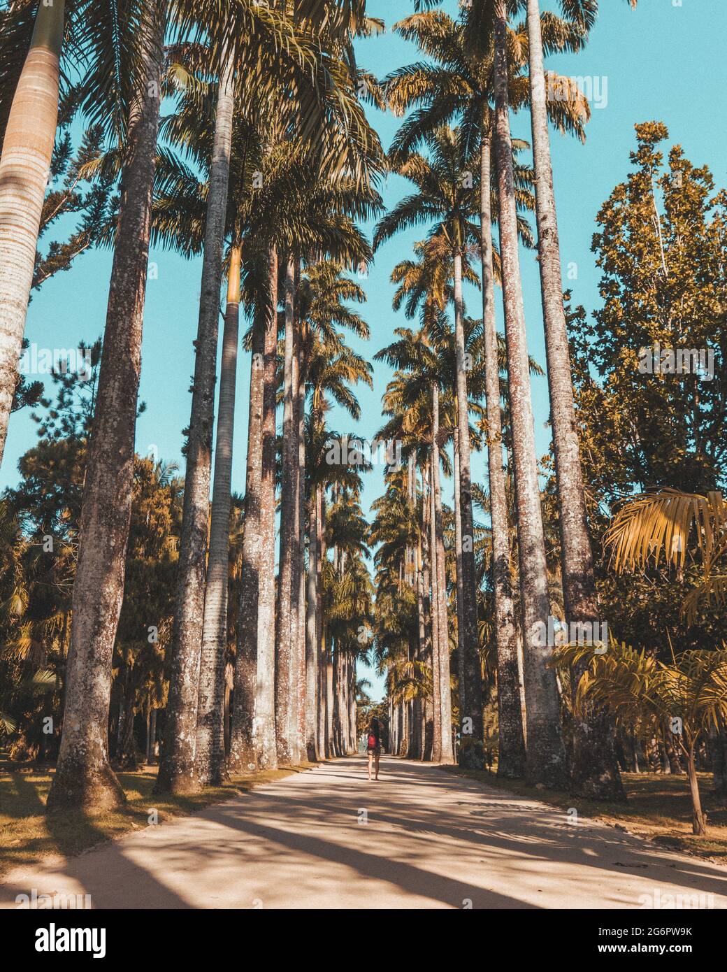 Tourist walking in the middle of a road with tall pal trees in a park ...