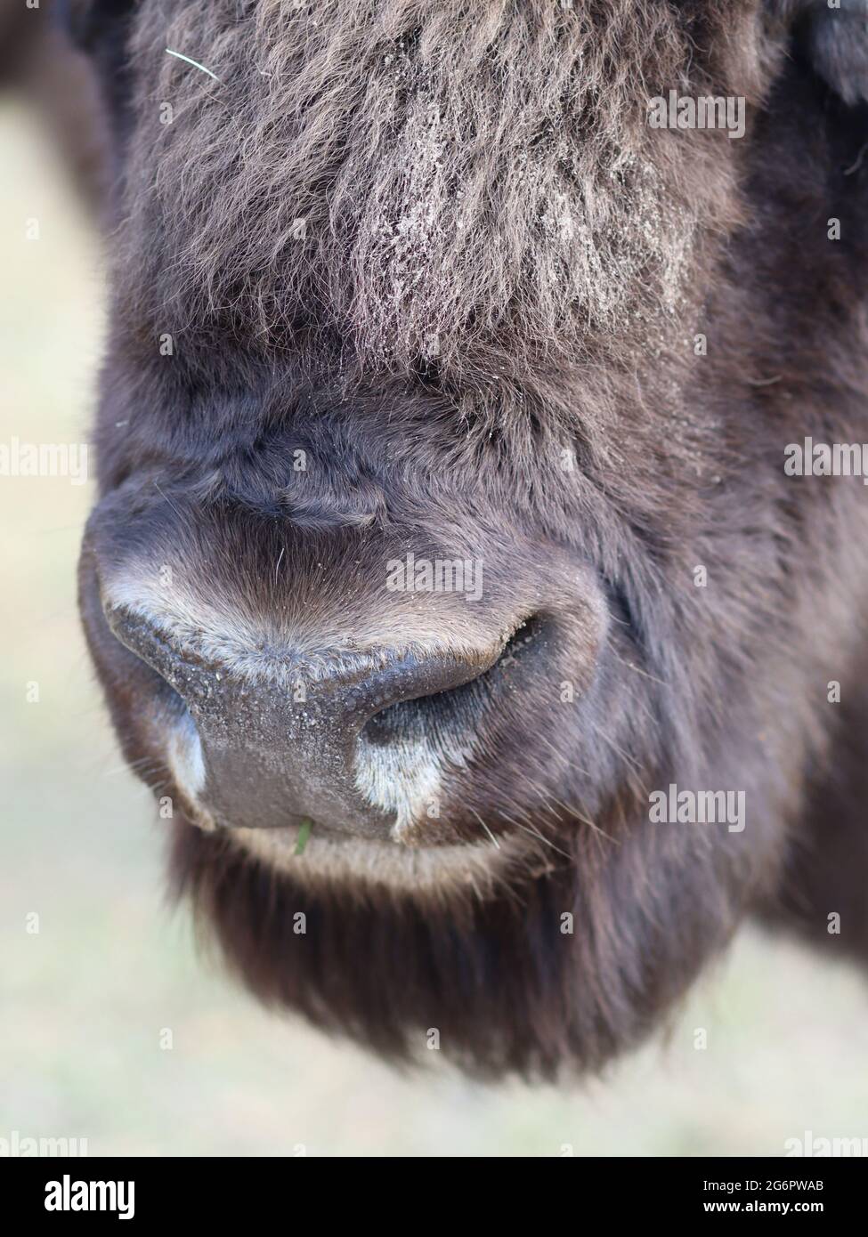 Nose and mouth of a bison/buffalo Stock Photo - Alamy