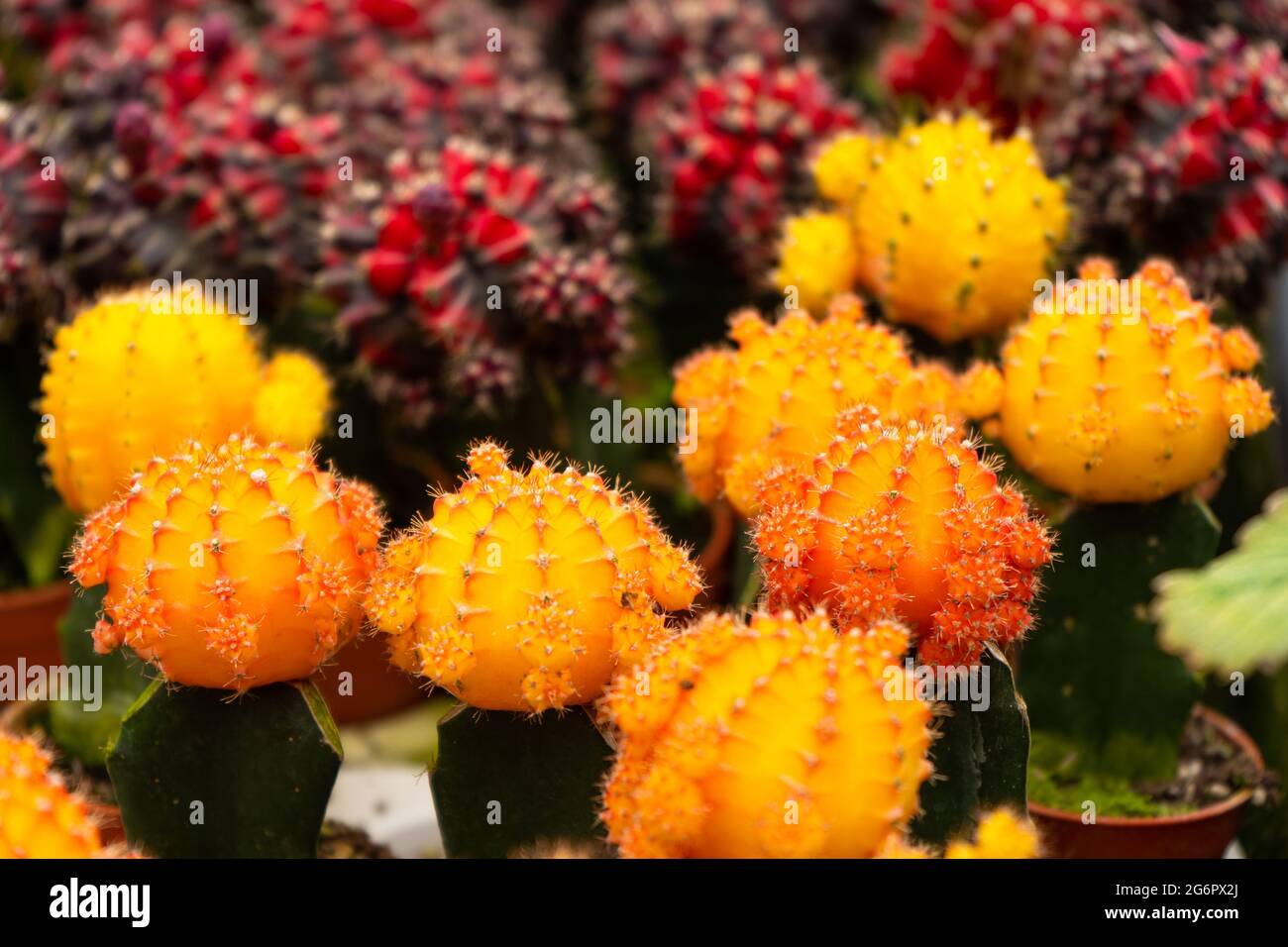 Cacti of different shapes and breeds on the cactus farm. Plants for ...