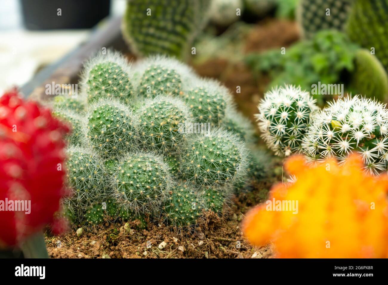 Cacti of different shapes and breeds on the cactus farm. Plants for ...