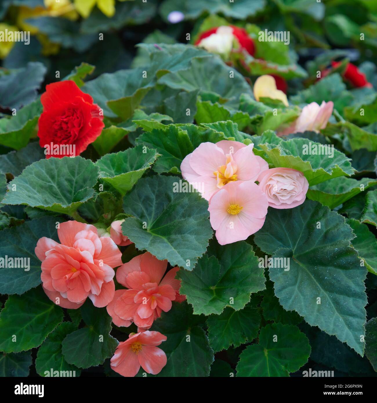 Tuberous begonia in flower and with leaves Stock Photo - Alamy