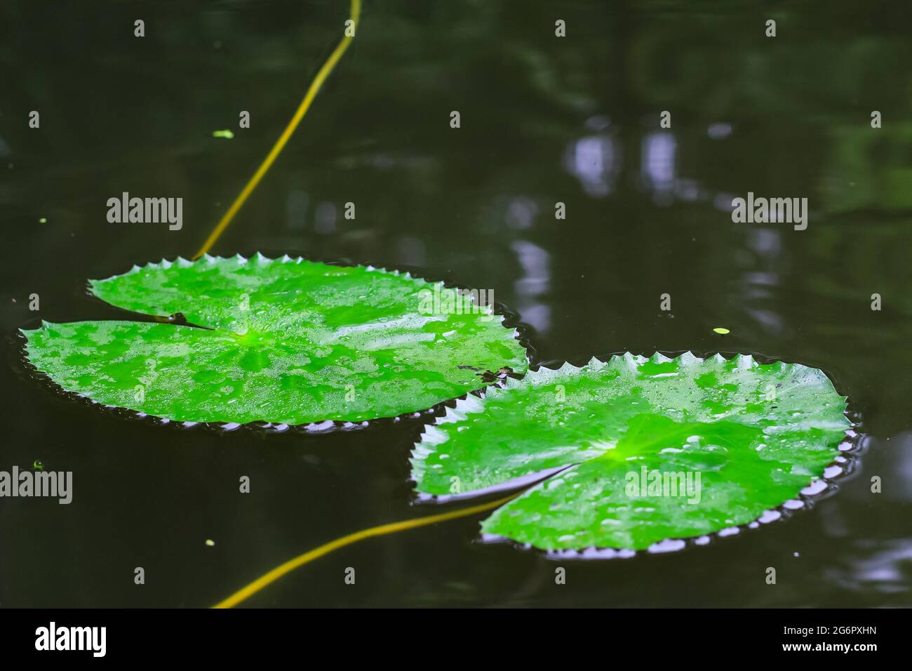 Leaf on the water. Green leaf over the water for wallpaper. Leaves on ...