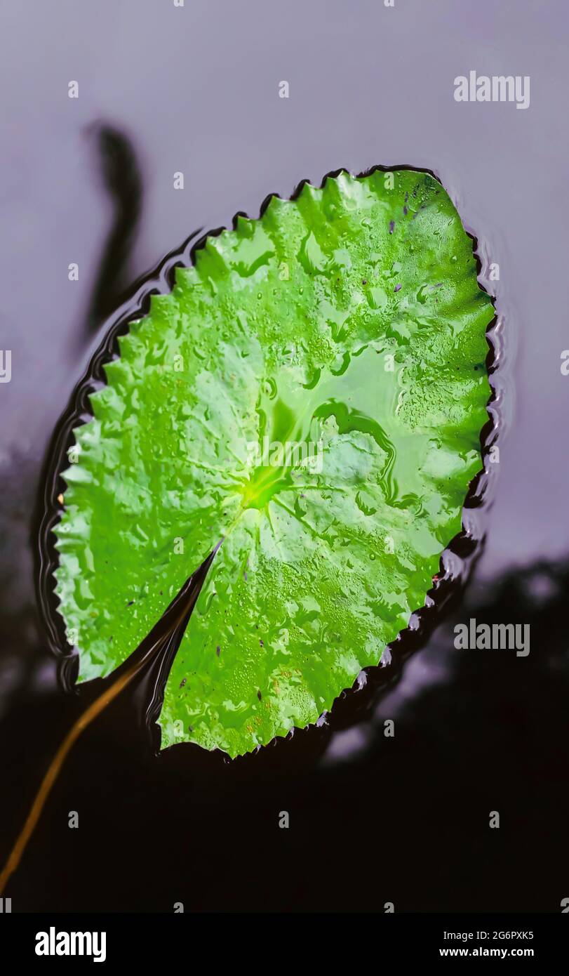 Leaf on the water. Green leaf over the water for wallpaper. Leaves on ...