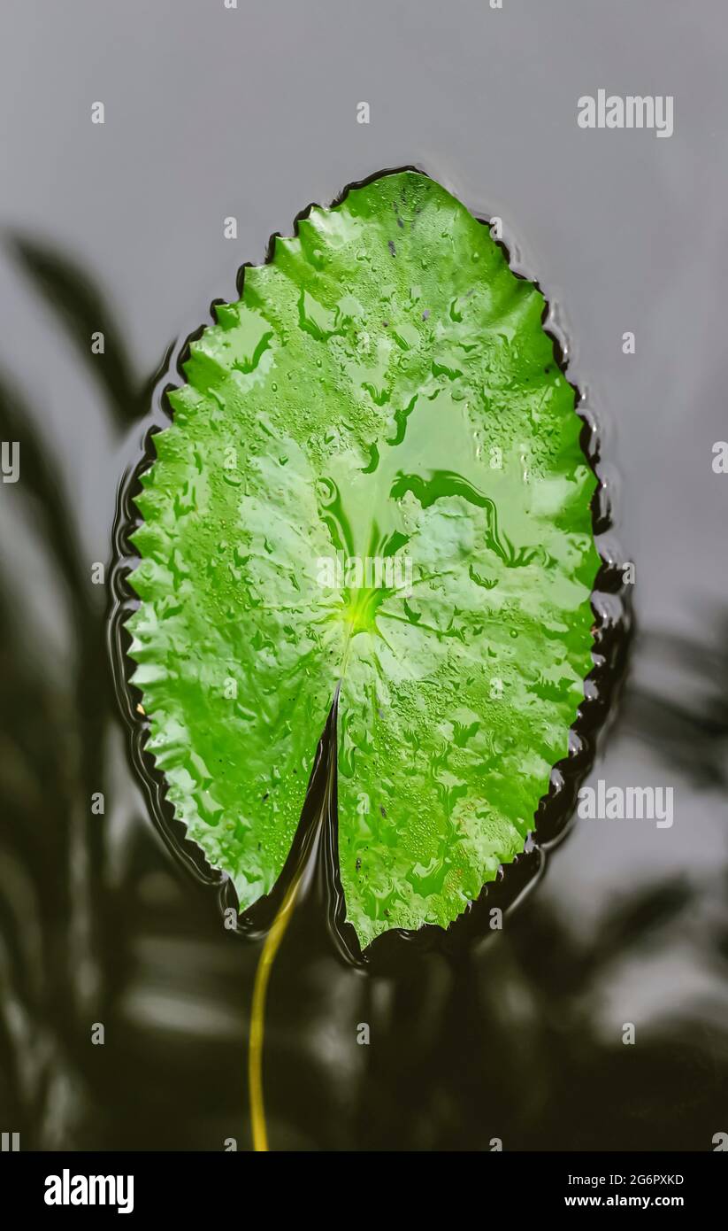 Leaf on the water. Green leaf over the water for wallpaper. Leaves on ...
