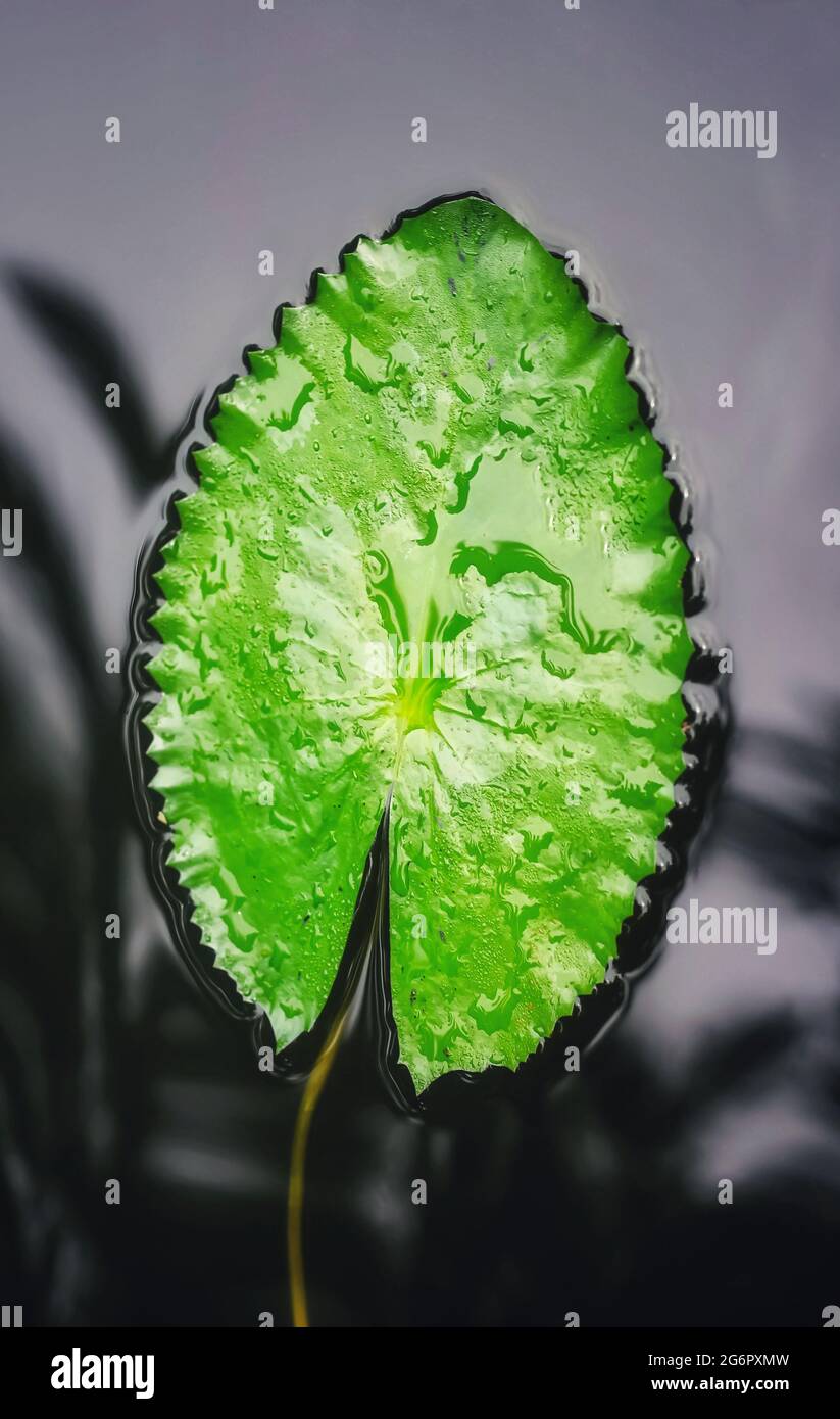 Leaf on the water. Green leaf over the water for wallpaper. Leaves on ...