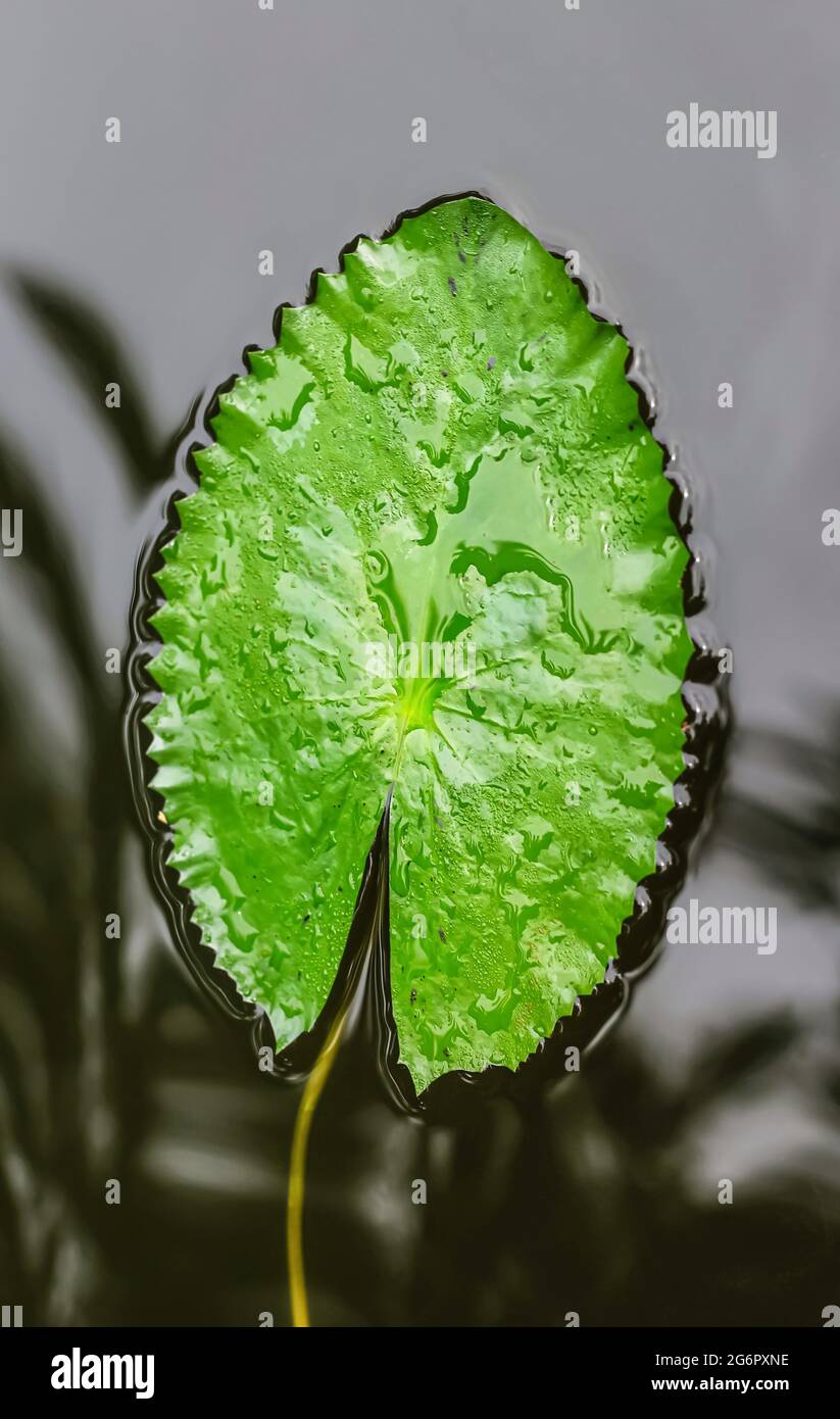 Leaf on the water. Green leaf over the water for wallpaper. Leaves on ...