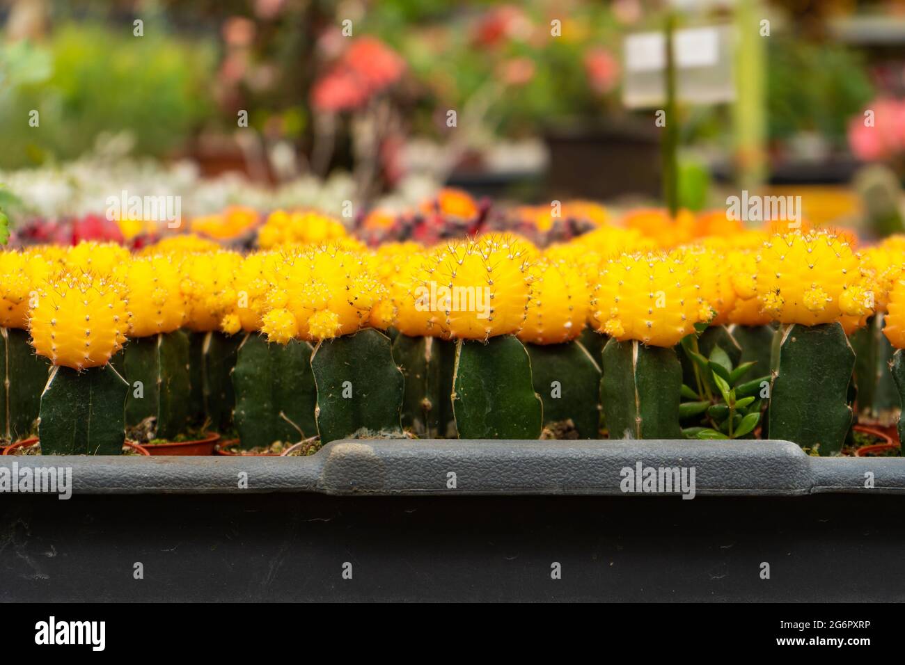 Cacti of different shapes and breeds on the cactus farm. Plants for ...