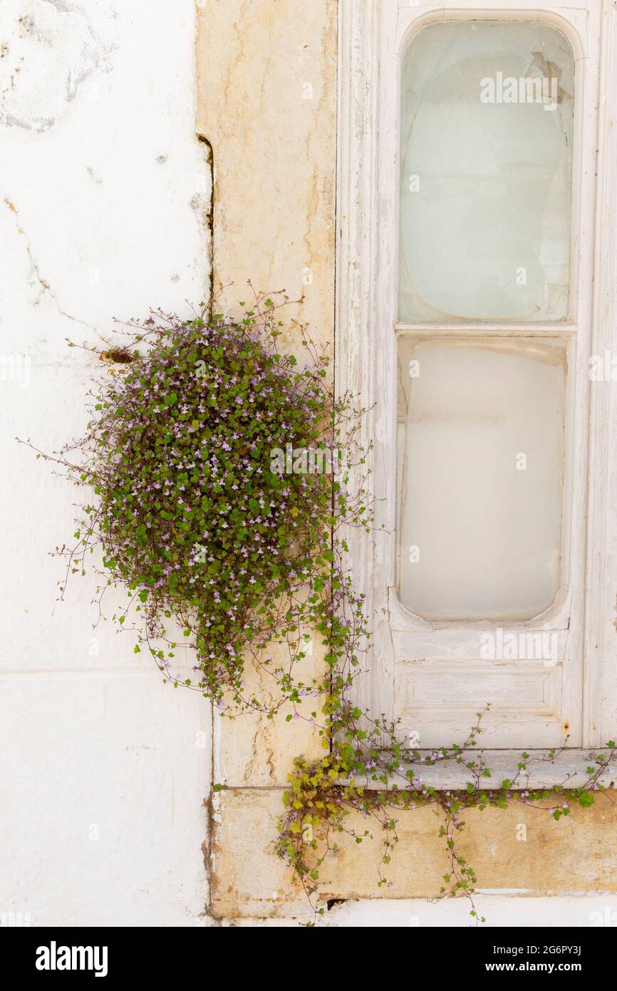 Portrait view of Portuguese window with flowers growing, Tavira ...