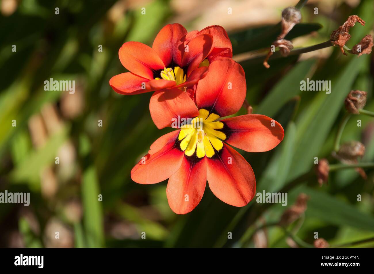 Wandflower hi-res stock photography and images - Alamy